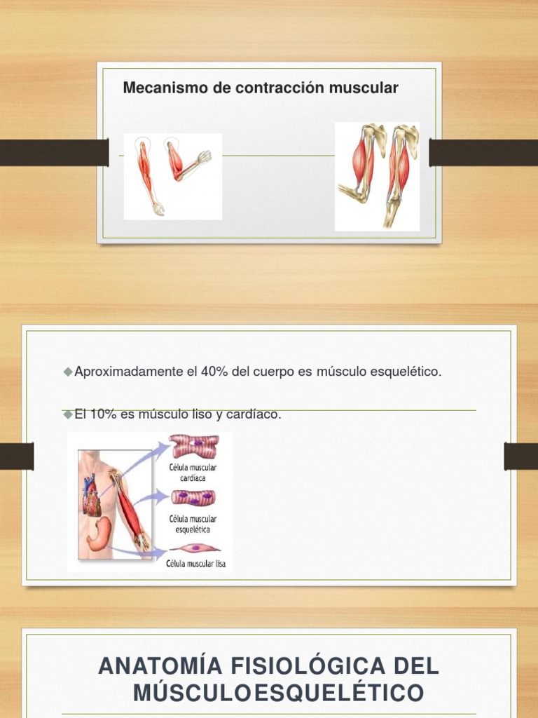 Mecanismo de Contracción Muscular | PDF | Músculo | Contracción muscular