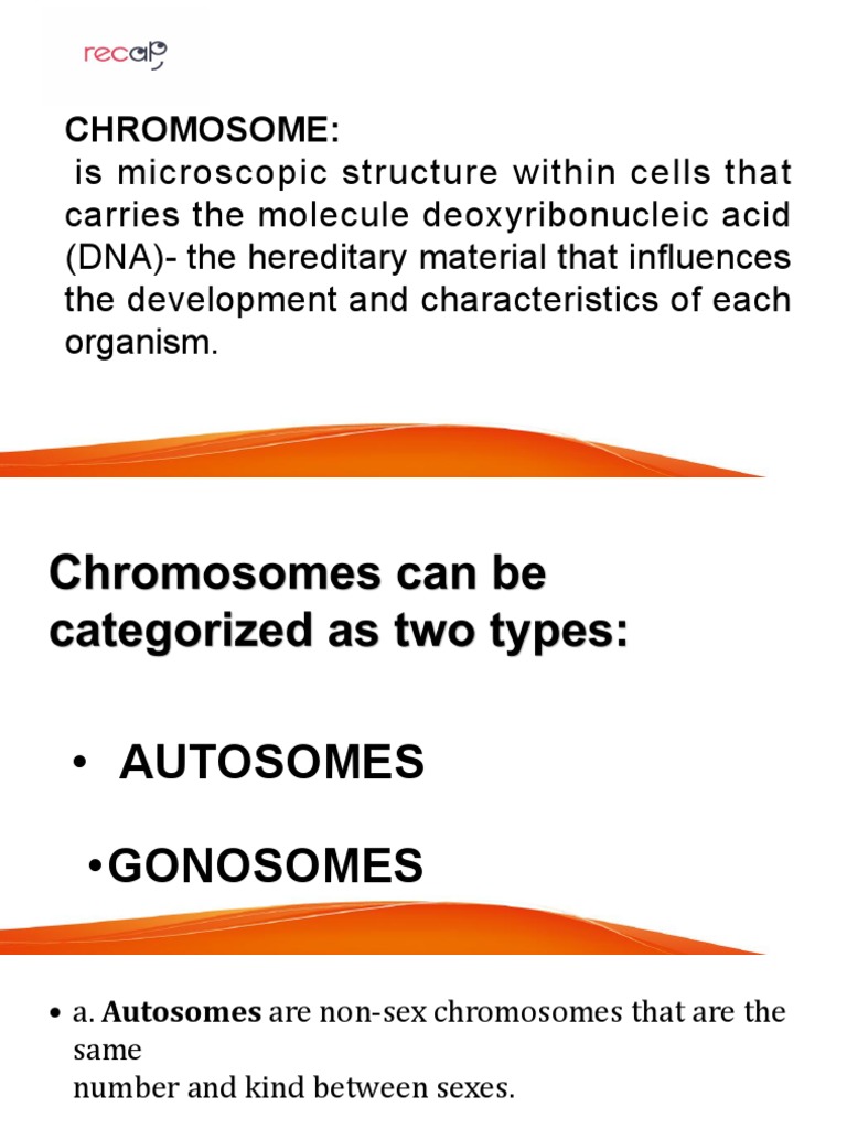 Mendelian Genetics 2 | PDF | Dominance (Genetics) | Genotype