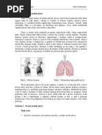 Kostur Čovjeka | PDF