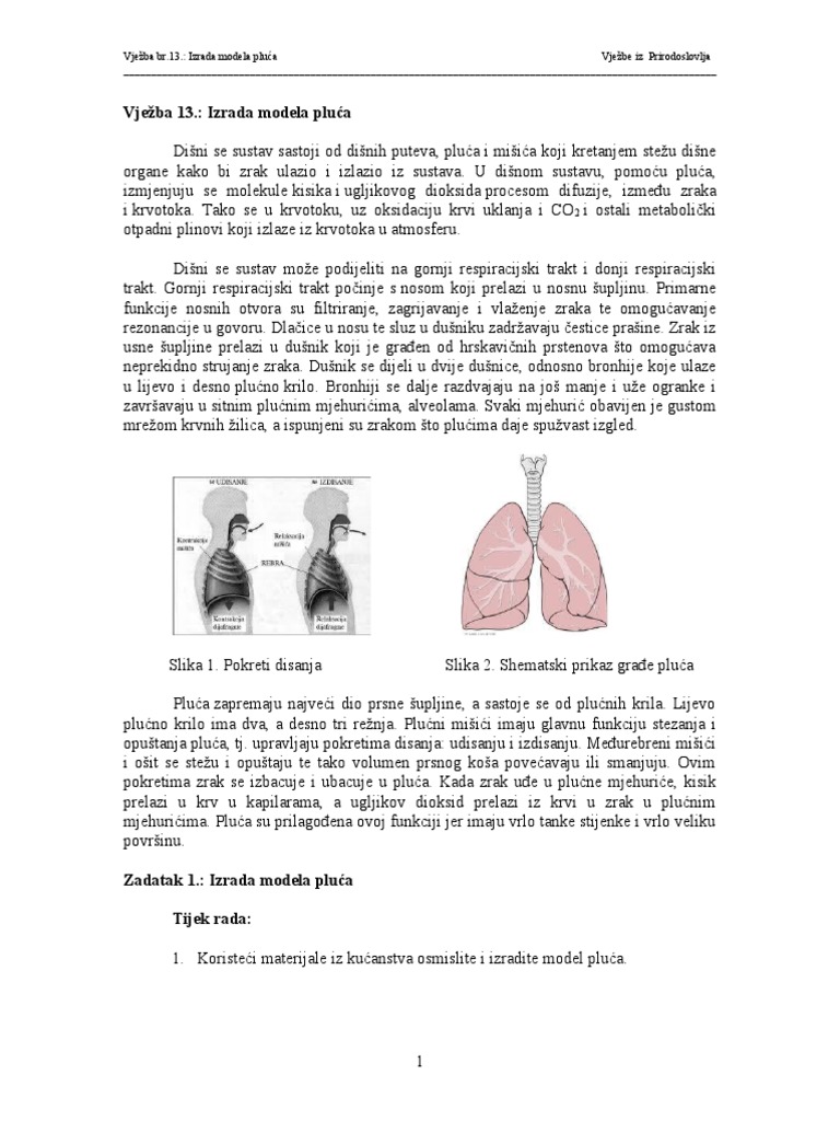 Vjezba 13 Izrada Modela Pluca Pdf