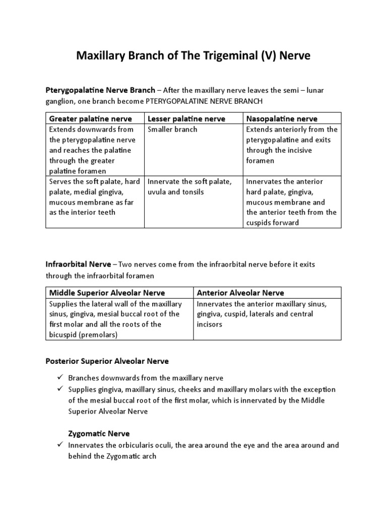 Head and Neck Anatomy Study Notes | PDF | Tongue | Dental Anatomy