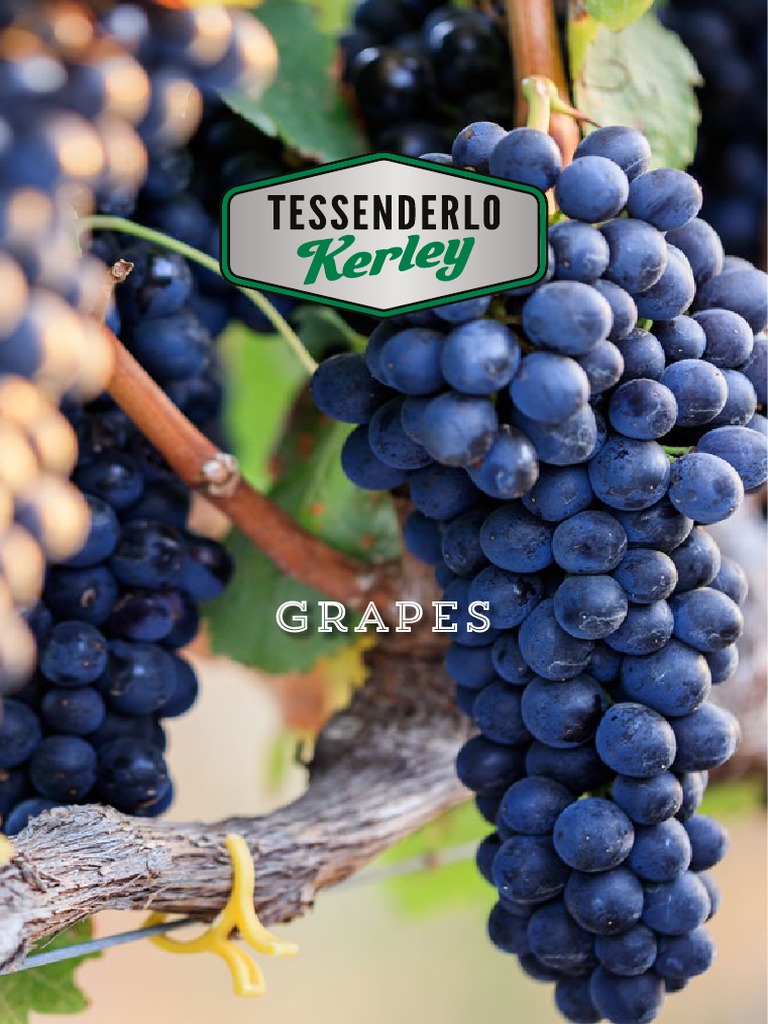 Grape Brochure en | PDF
