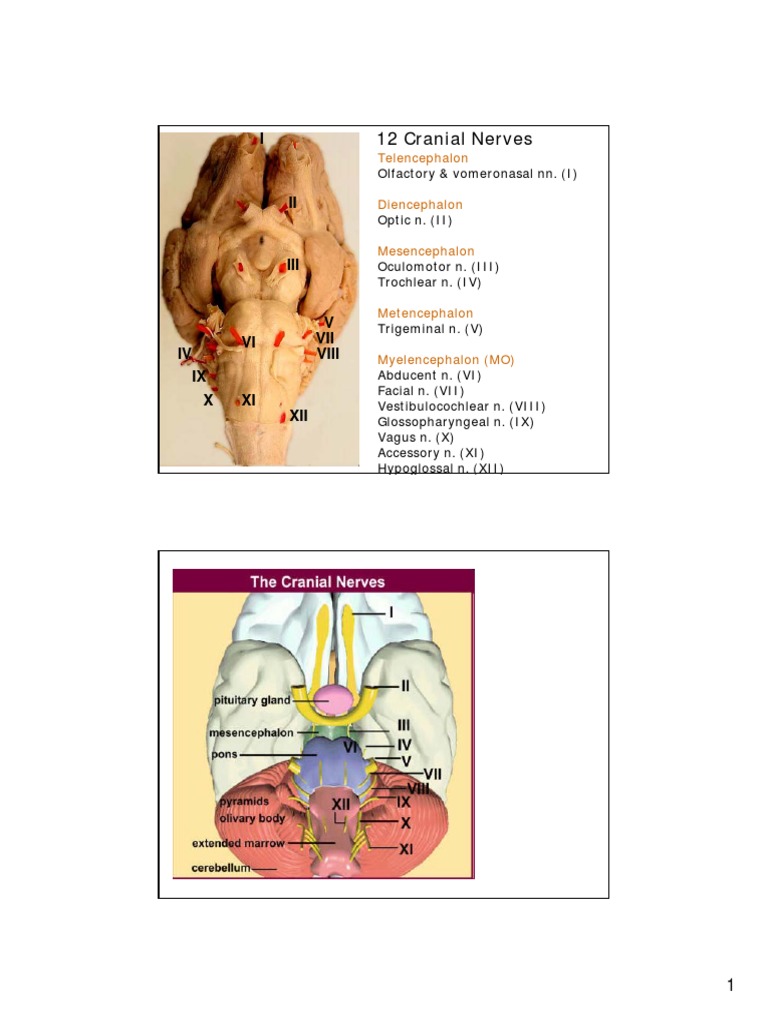 4 Cranial Nerves | PDF