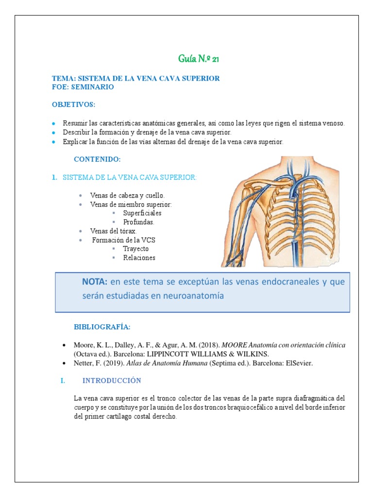 Anatomía de la Vena Cava Superior | PDF | Vena | Angiología