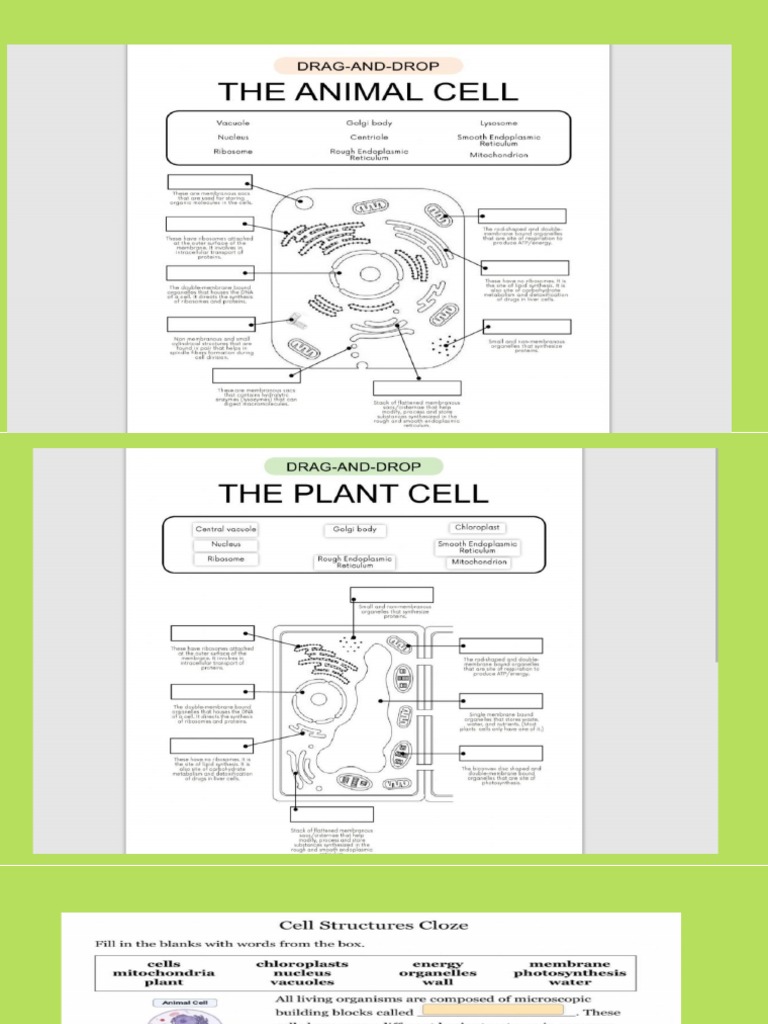 Cell Worksheet | PDF