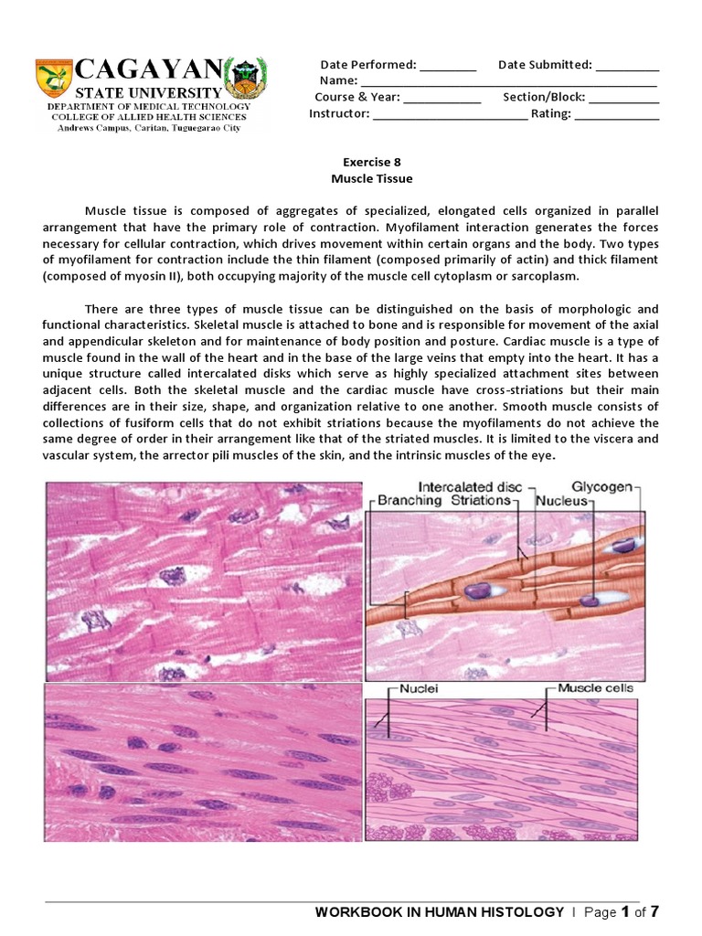 Worksheet 8 Muscle Tissue | PDF | Muscle Contraction | Skeletal Muscle