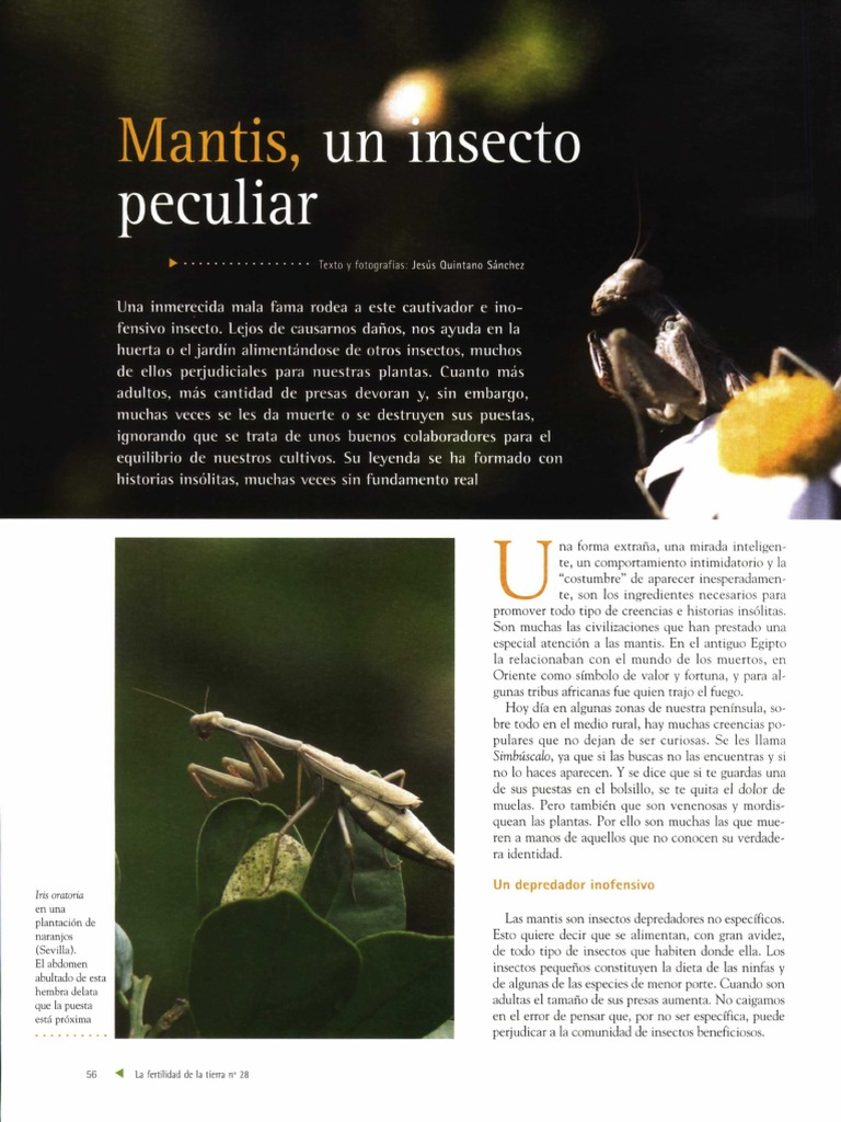 Mantis | PDF | Insectos | Hexapoda