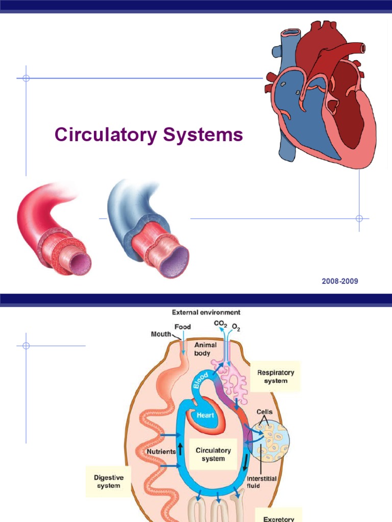 Understanding Circulatory Systems in AP Biology | PDF | Heart Valve | Heart
