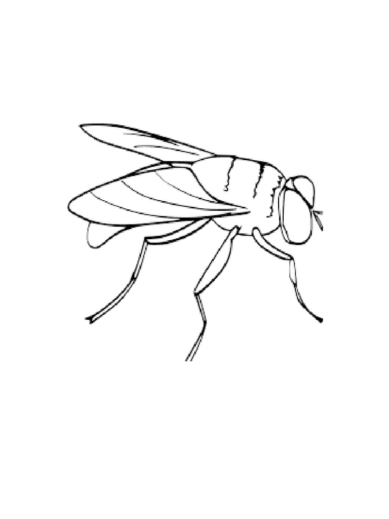 FLY - Coloring Page | PDF
