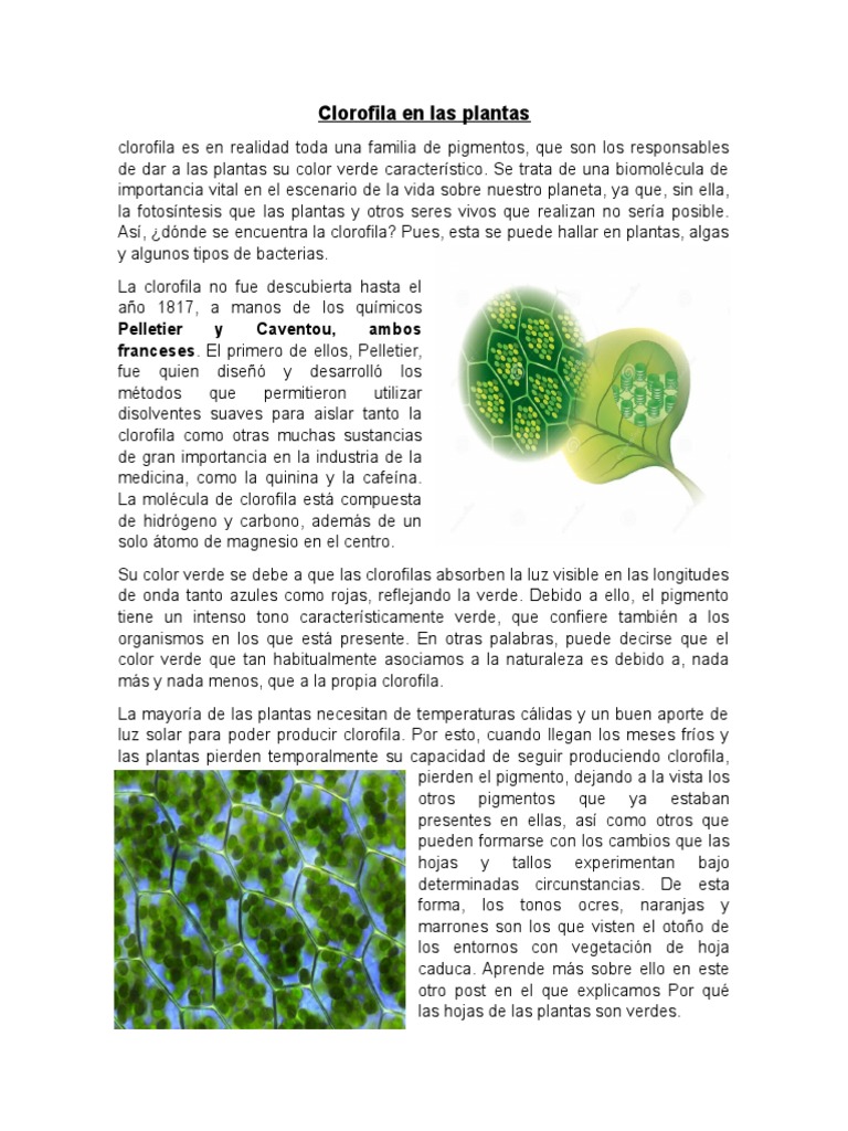 Clorofila | PDF | Clorofila | Fotosíntesis