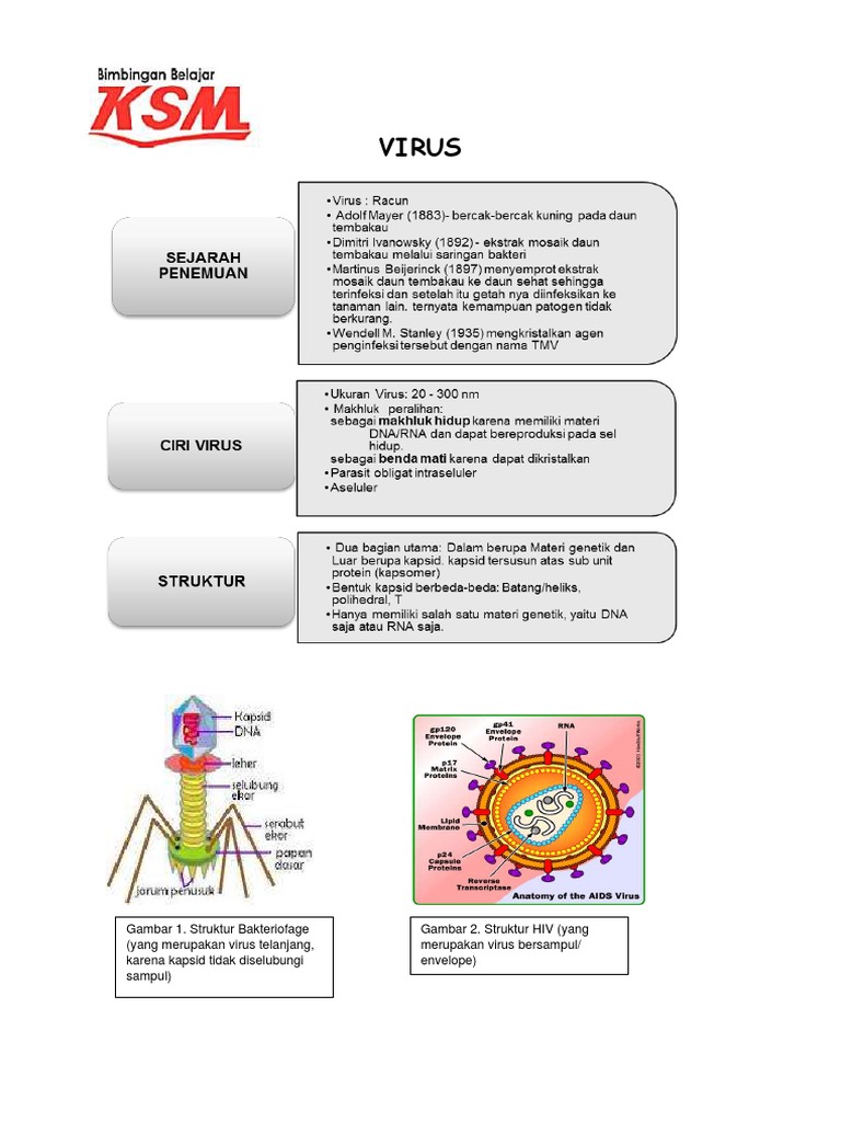 VIRUS | PDF