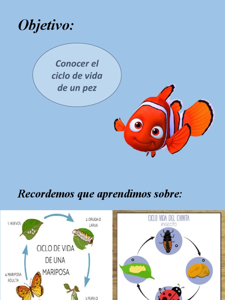 Ciclo de Vida de un Pez para Niños | PDF | Estilo de vida