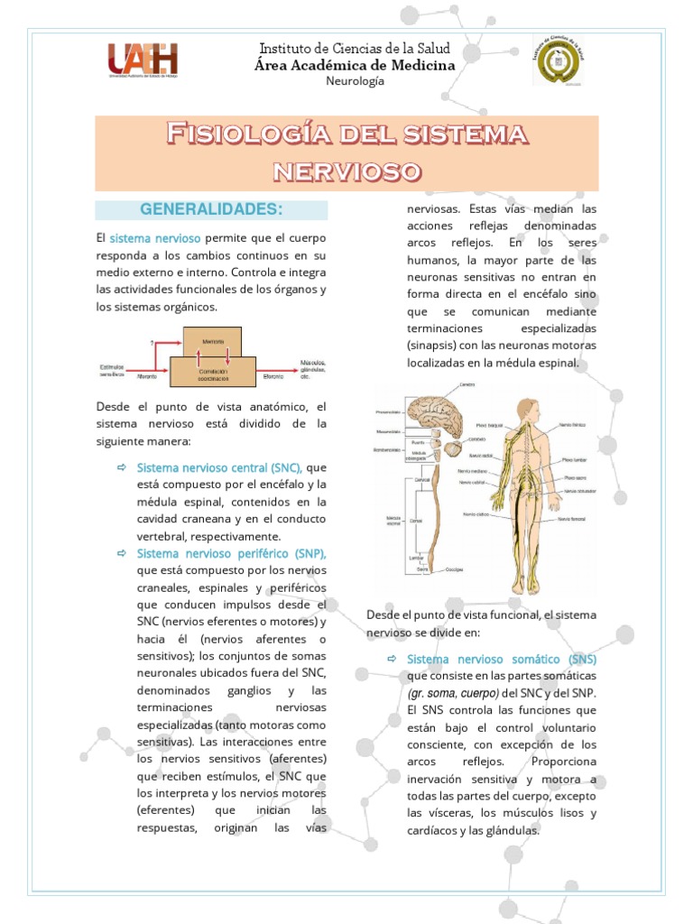 Fisiología Del Sistema Nervioso | PDF | Sinapsis | Neurona