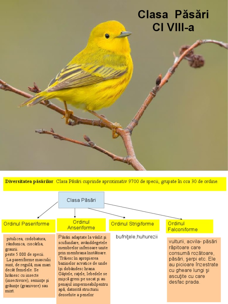 Clasa Pasari Cl. Viii | PDF