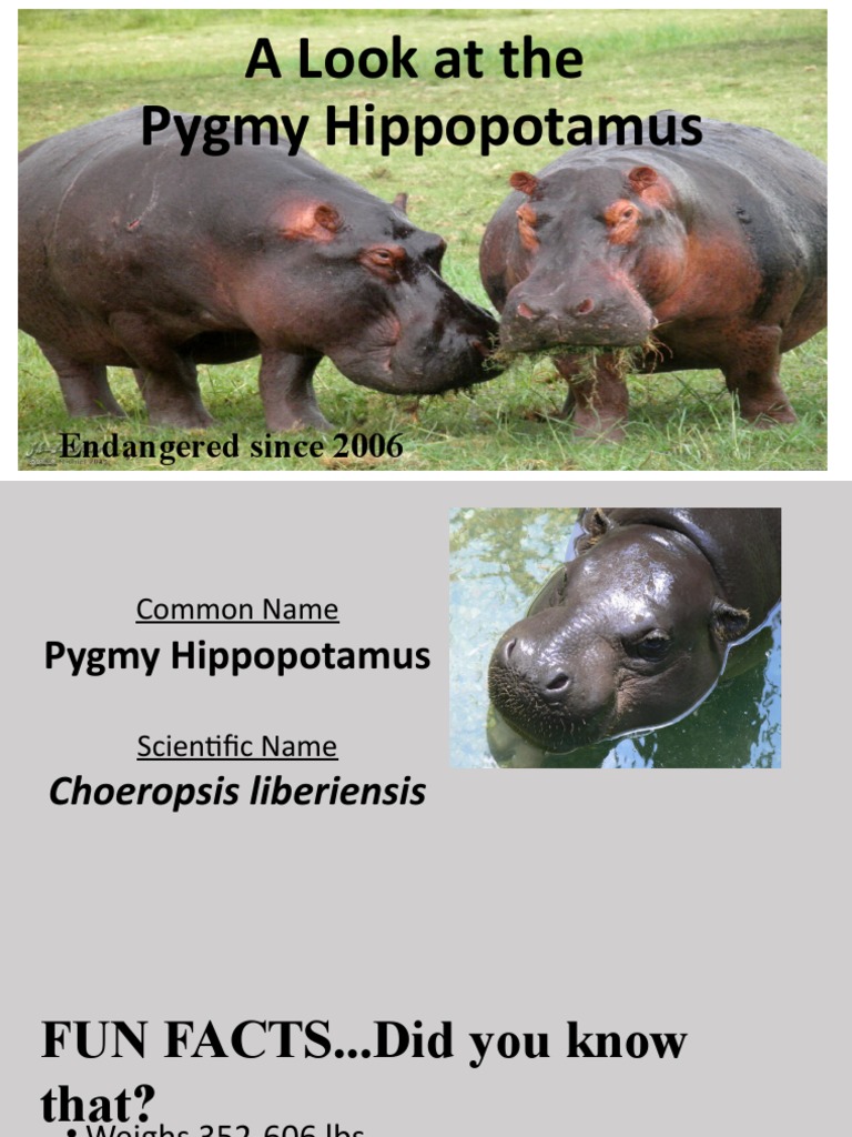 Pygmy Hippo Conservation Alert | PDF | Ecology | Conservation Biology