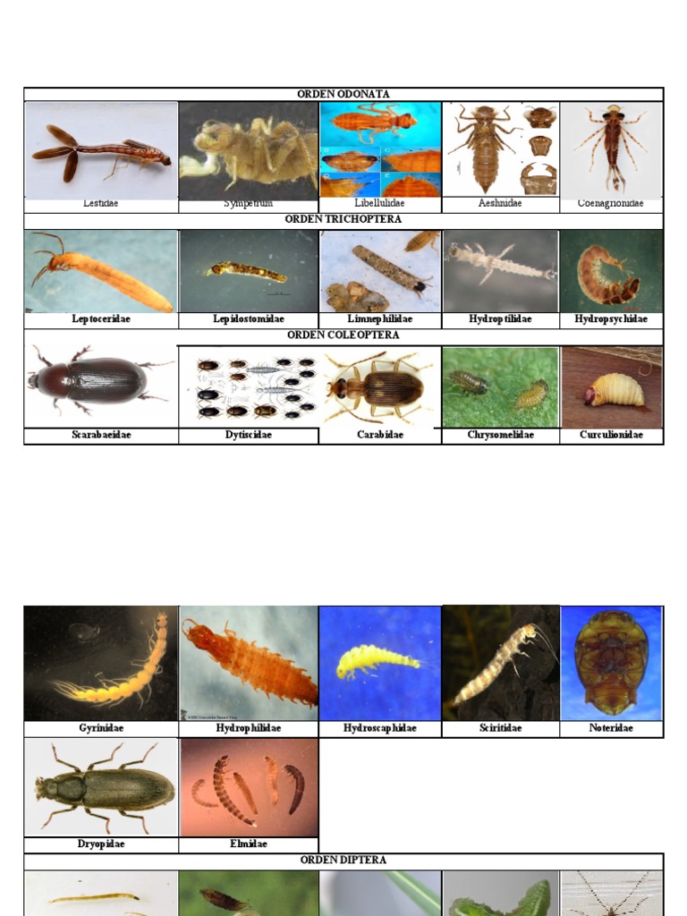 Orden Odonata | PDF