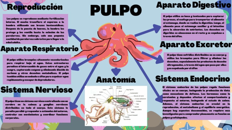 PULPO | PDF | Pulpo | Digestión