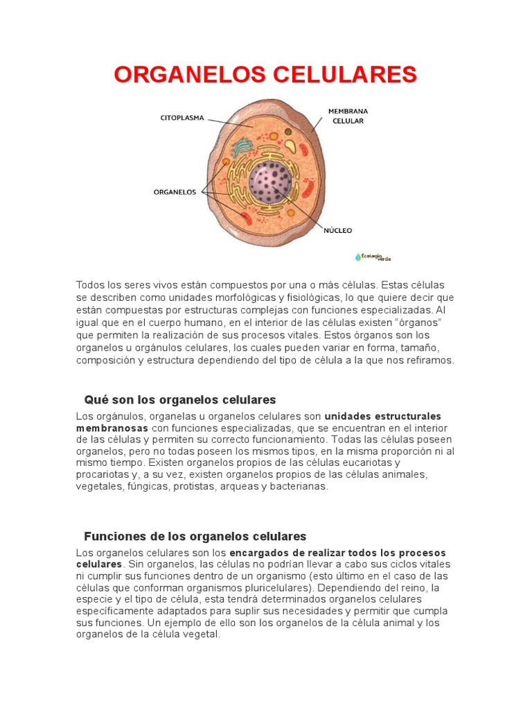 Funciones y tipos de organelos celulares | PDF