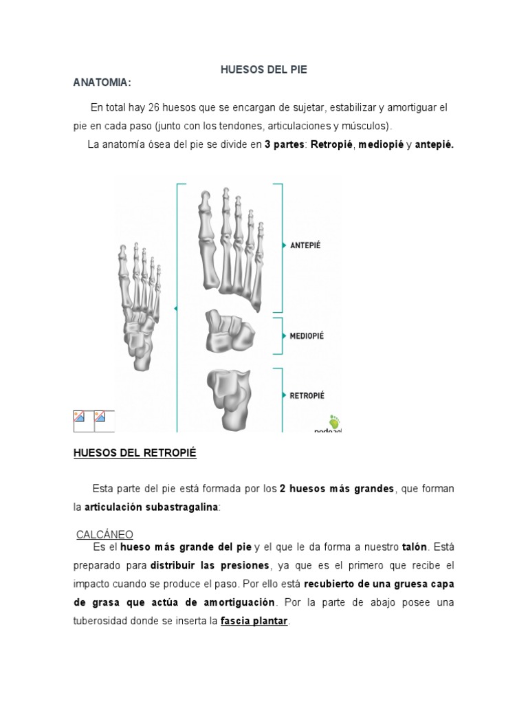 Huesos Del Pie | PDF | Artes del Lenguaje y Comunicación | Salud y ...