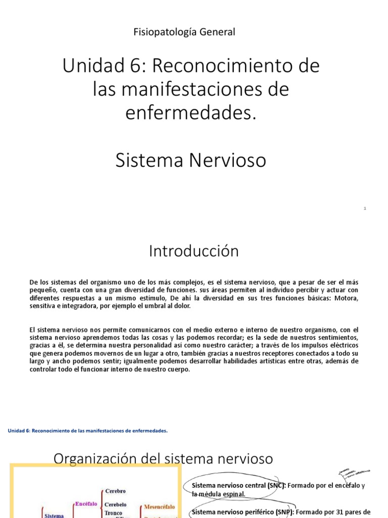 62 Nervioso | PDF | Sinapsis | Sistema nervioso