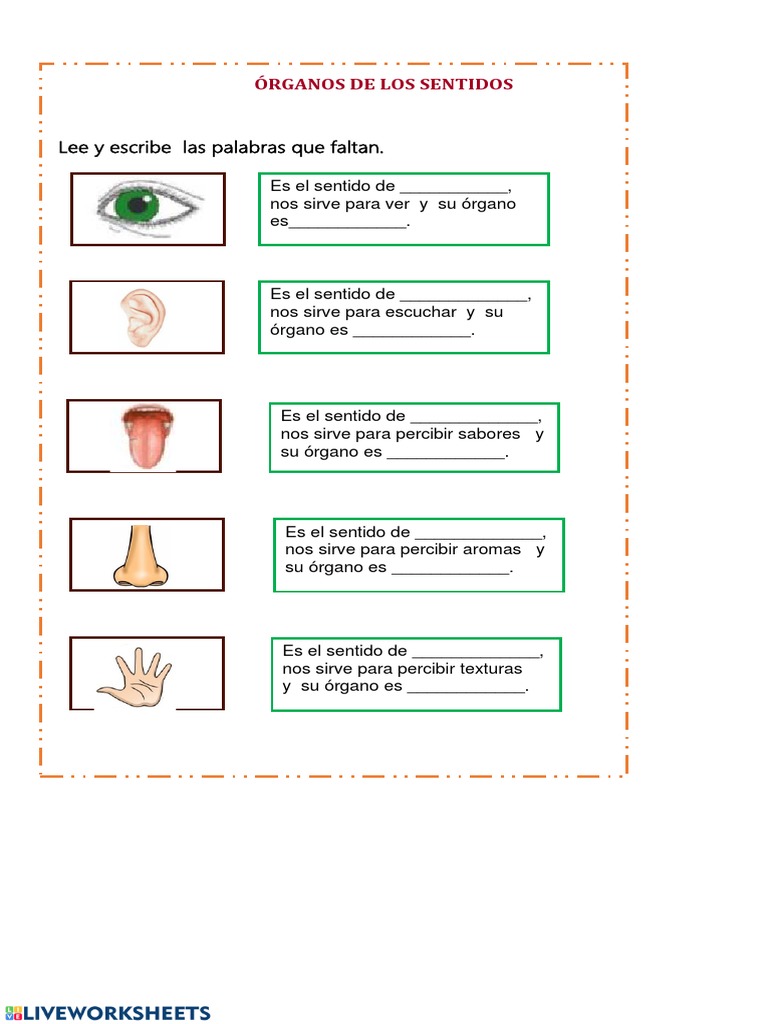 Organos de Los Sentidos | PDF