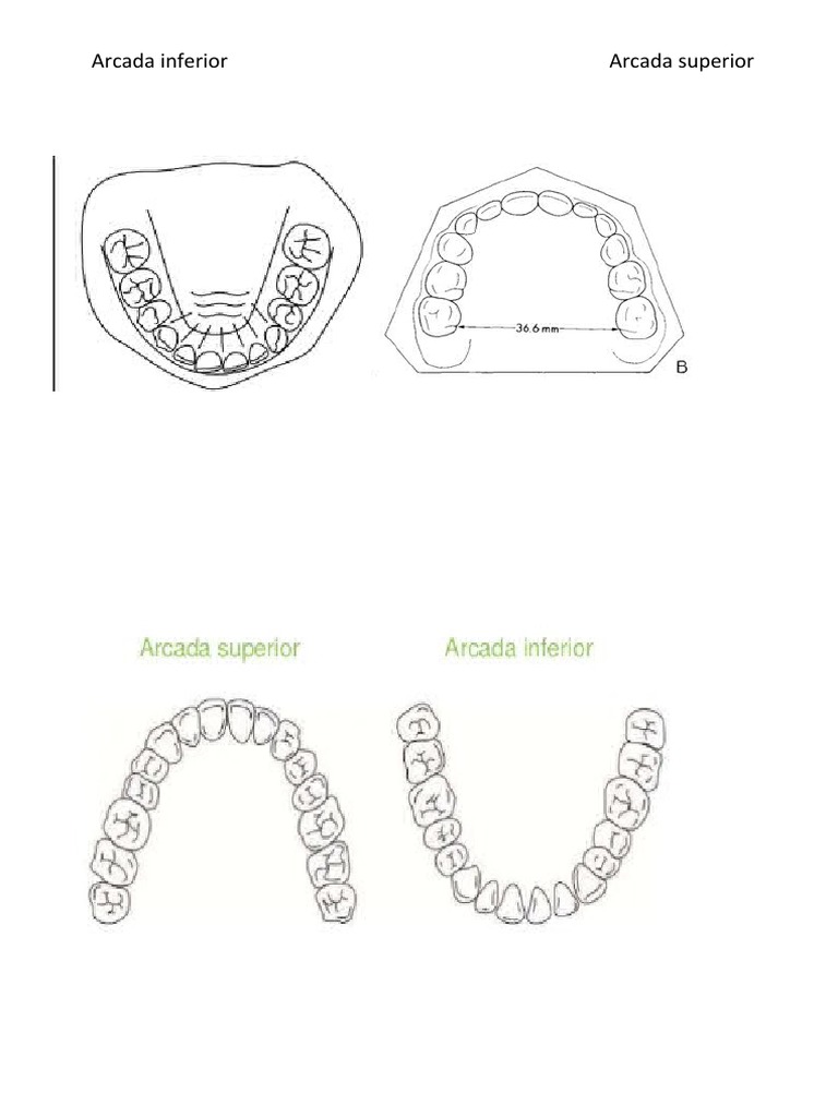 Arcada inferior Arcada superior | PDF