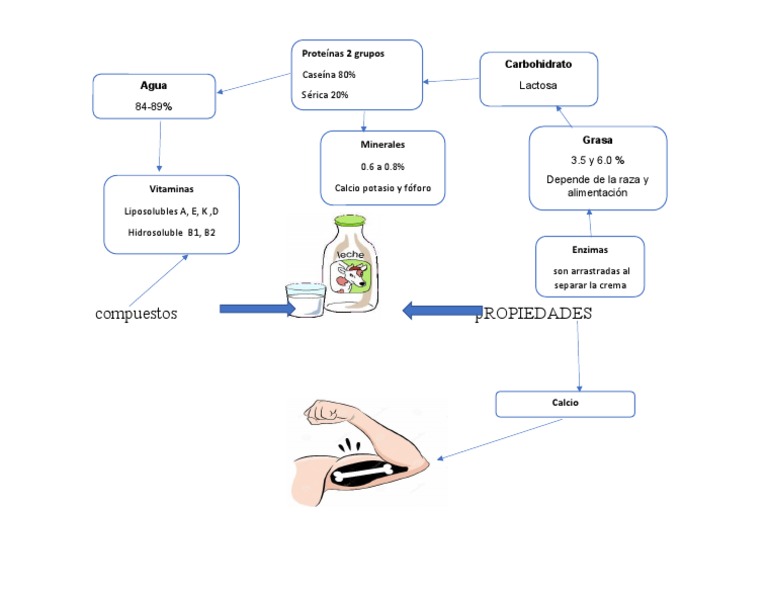 Mapa Conceptual Composicion de La Leche | PDF