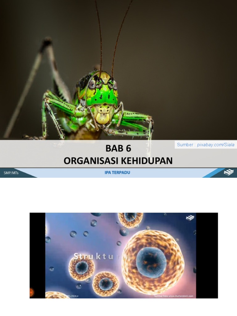 Organisasi Kehidupan | PDF