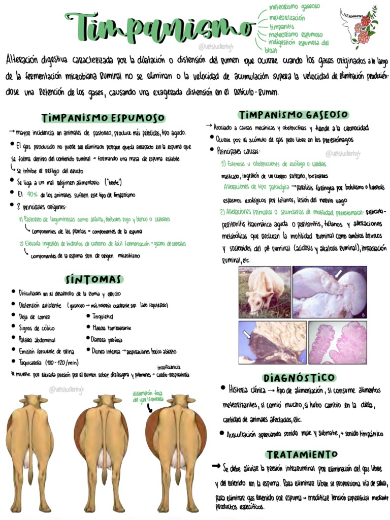 Timpanismo Vetstudentgt | PDF