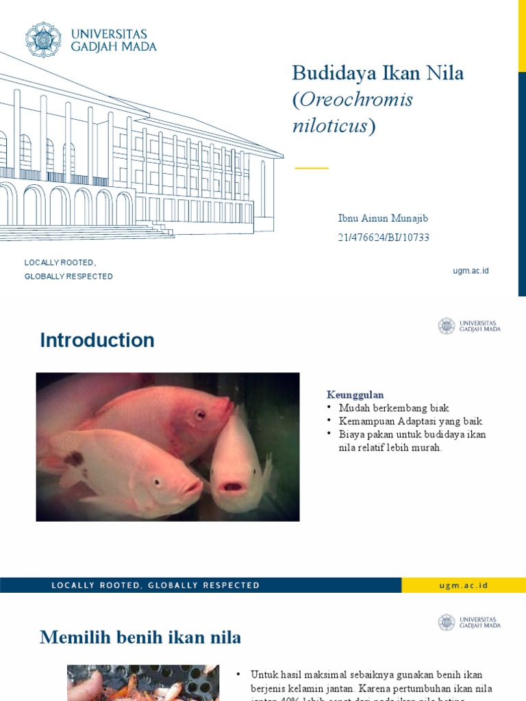Budidaya Ikan Nila | PDF