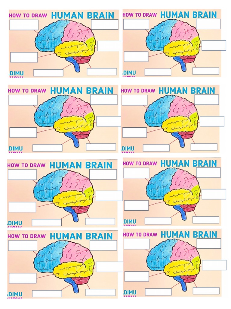 Brain parts worksheet in Science | PDF