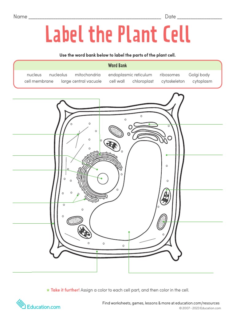label-the-plant-cell-level-2 | PDF