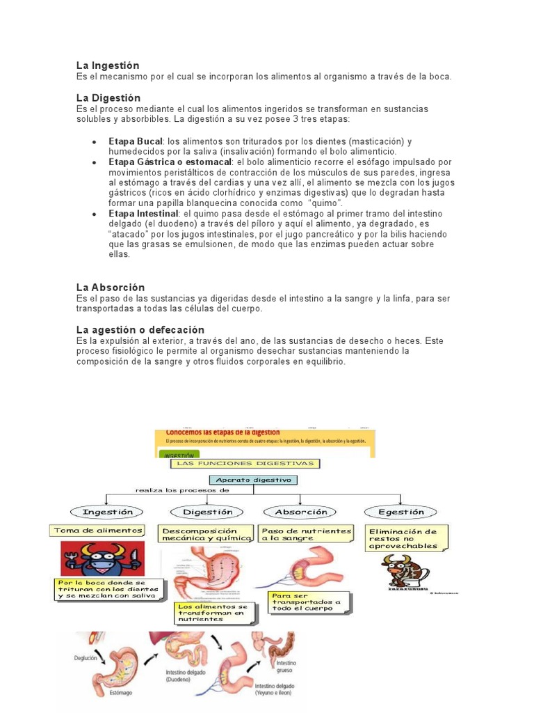 Proceso Digestivo y Absorción | PDF | Ciencia y matemáticas
