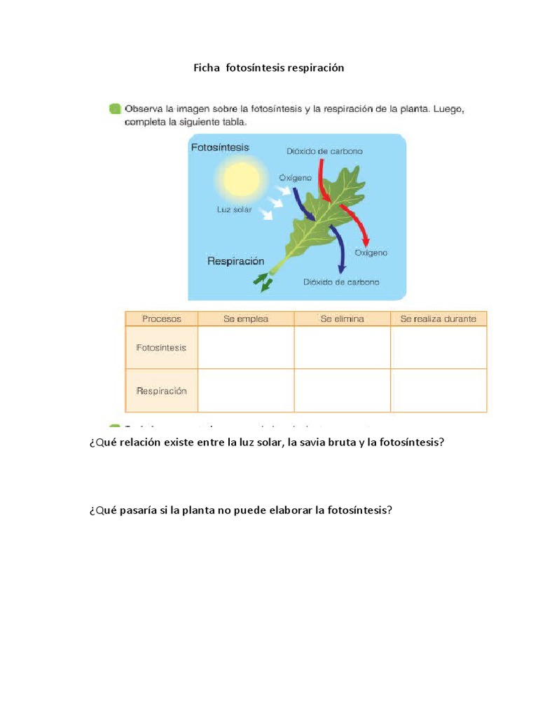 Ficha fotosintesis respiración | PDF