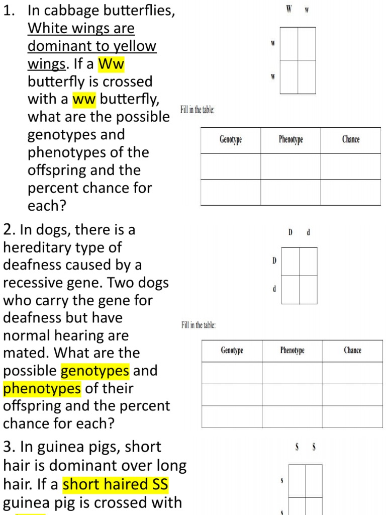 Punnet Square | PDF