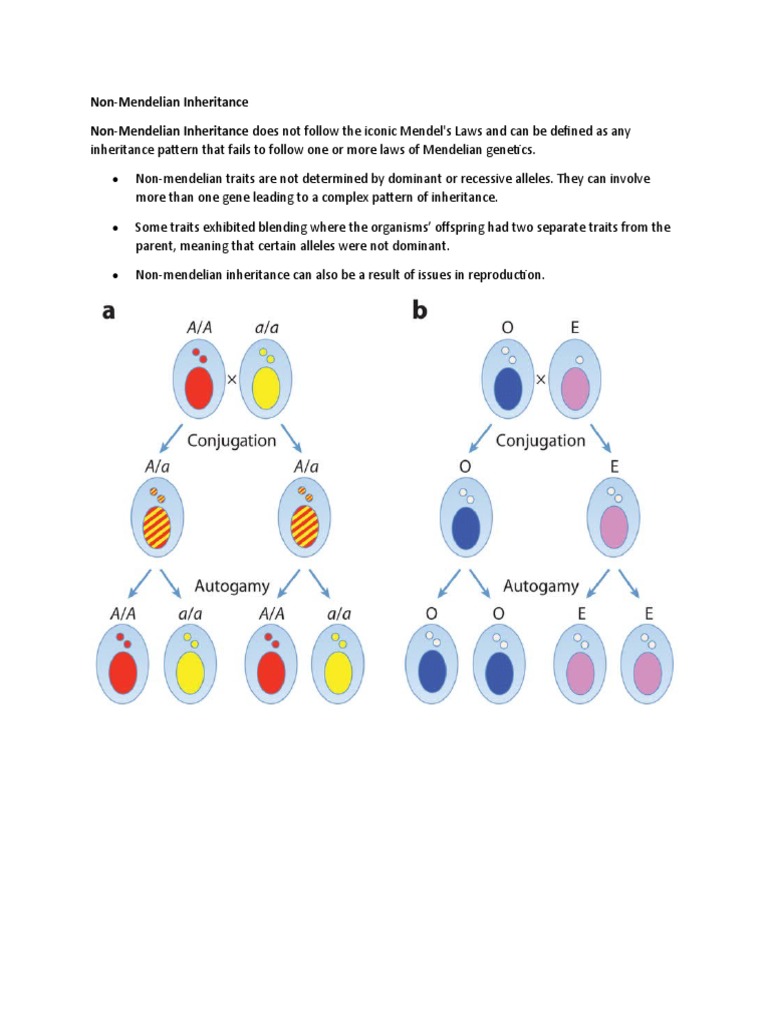 Non-Mendelian Inheritance | PDF | Dominance (Genetics) | Allele