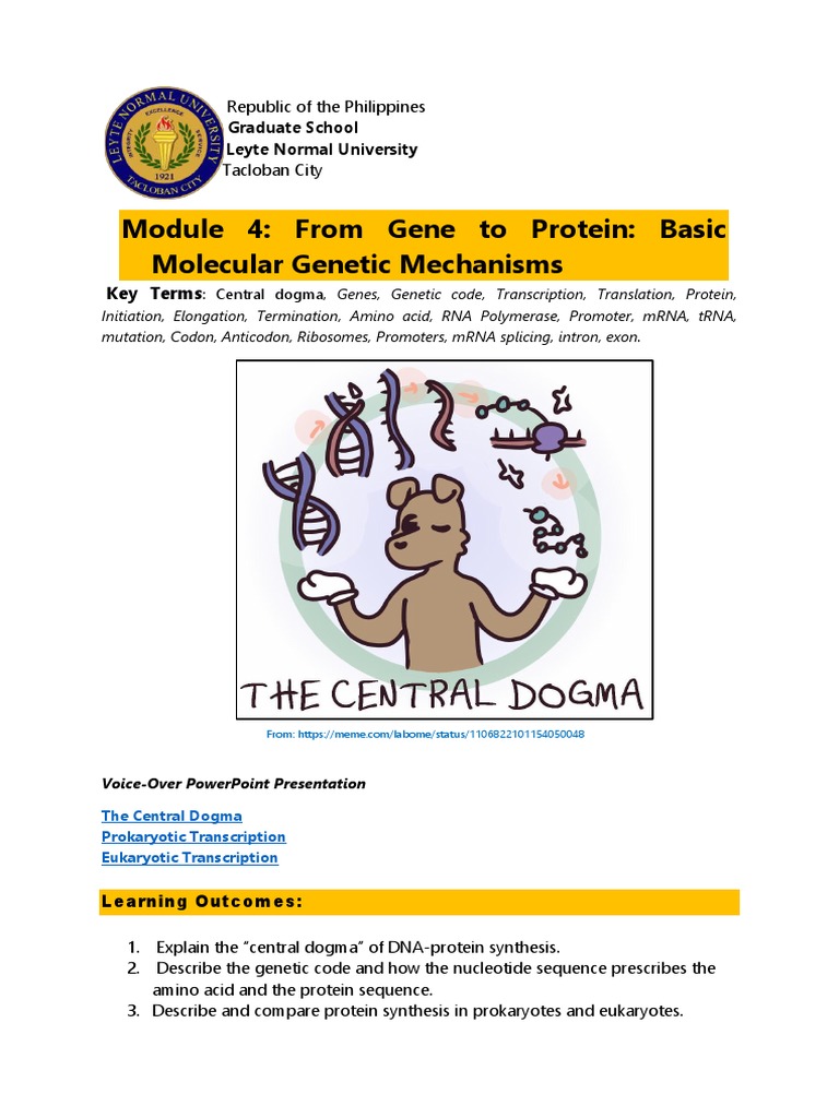 Gene to Protein: Central Dogma Module | PDF | Genetic Code | Messenger Rna