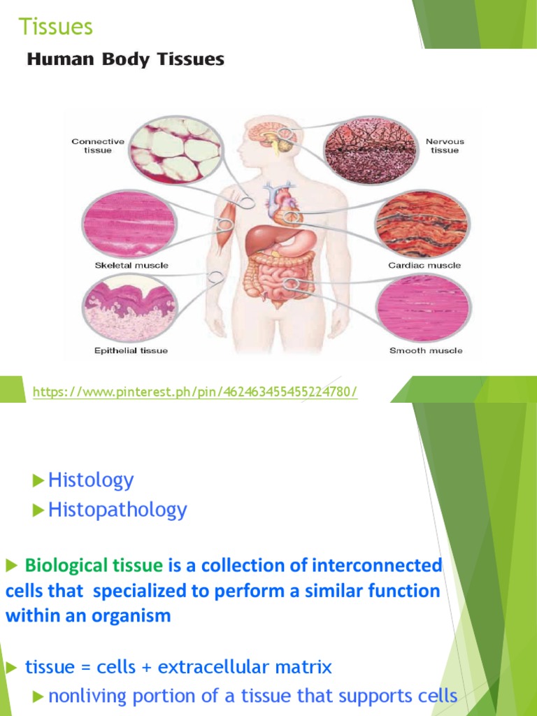 Lesson 2 Tissues (Human Anatomy and Physiology) | PDF | Epithelium | Neuron