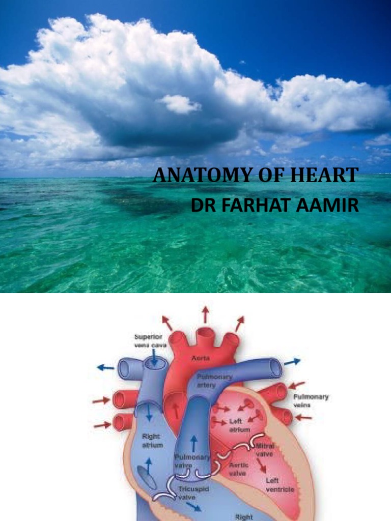 38.anatomy of The Heart | PDF | Heart Valve | Atrium (Heart)