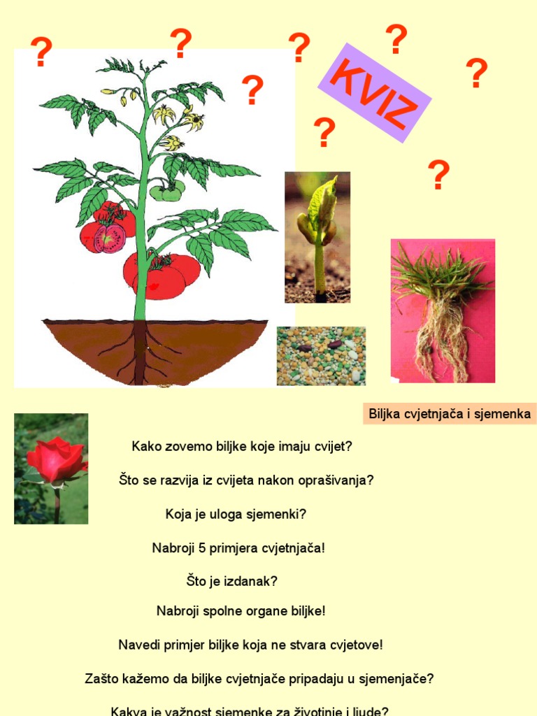 Biljke | PDF