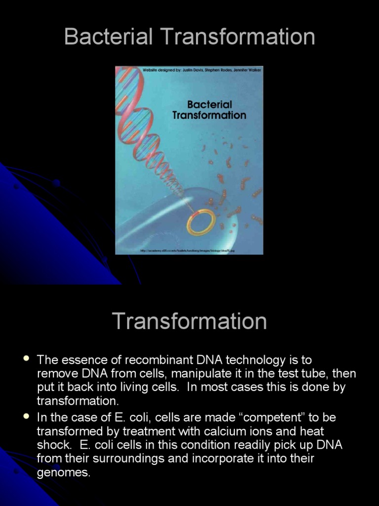 Bacterial Transformation | PDF | Transformation (Genetics) | Plasmid