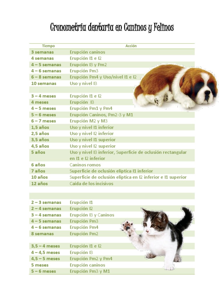 Cronometria Dentaria Perros y Gatos | PDF