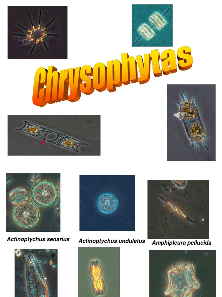 Catálogo de Ficología.(Chrysophytas)ppt | PDF