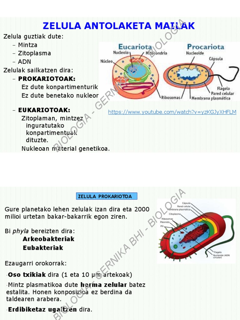 0-Zelula Prokariotoa | PDF