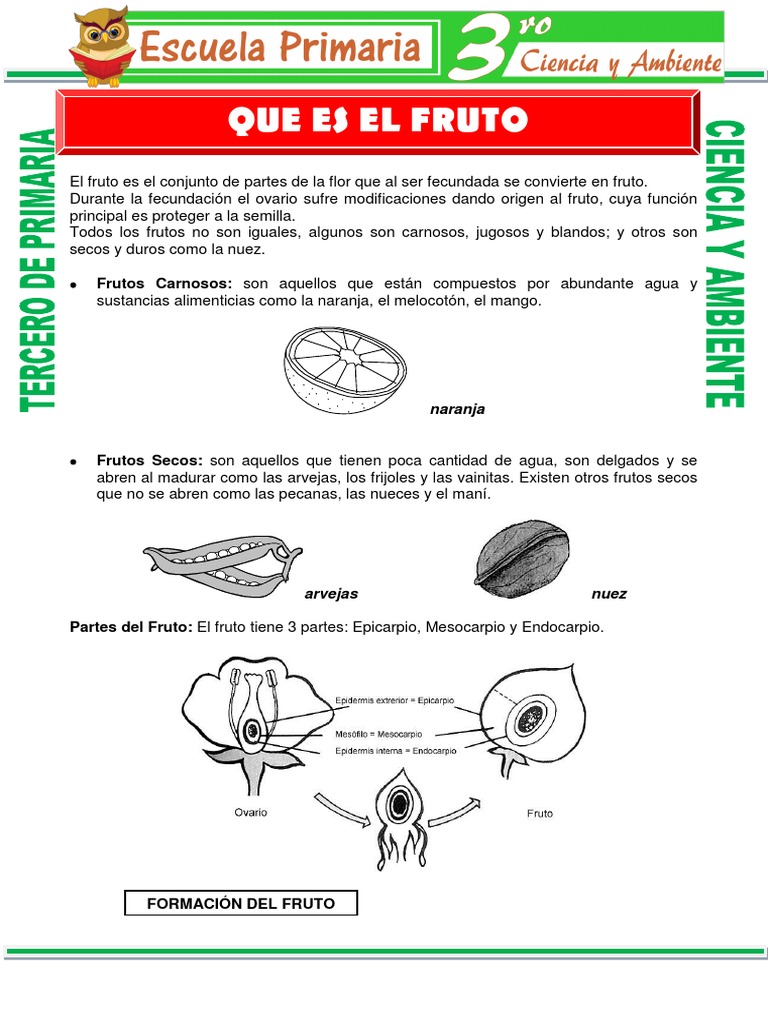 Frutos: Tipos y Partes para Niños | PDF