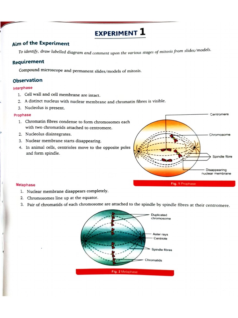 Biology Experiments | PDF