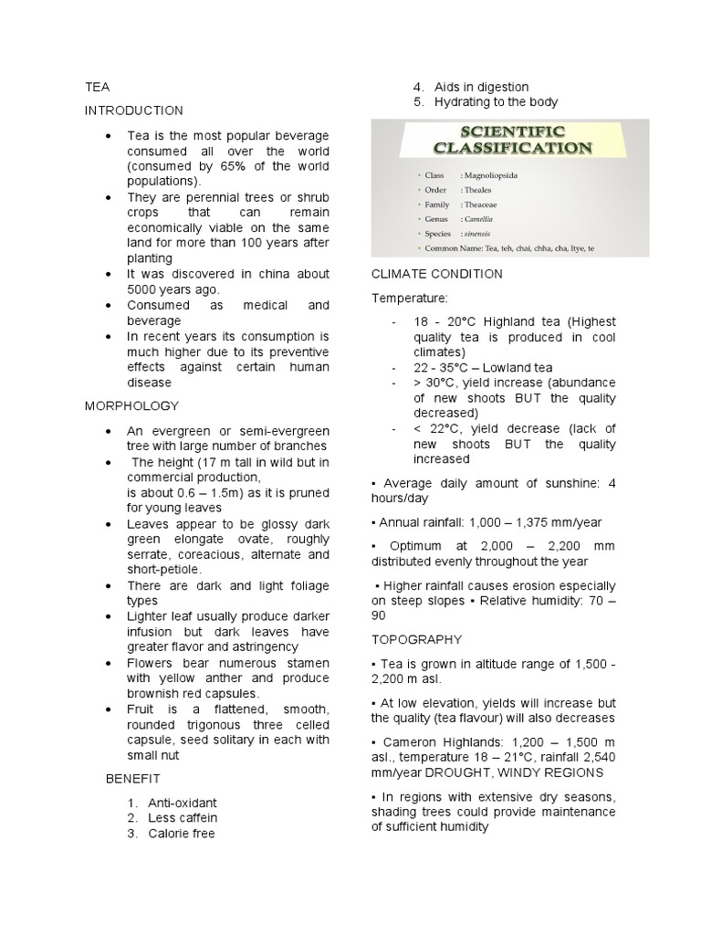 Tea Notes | PDF | Tea | Pruning