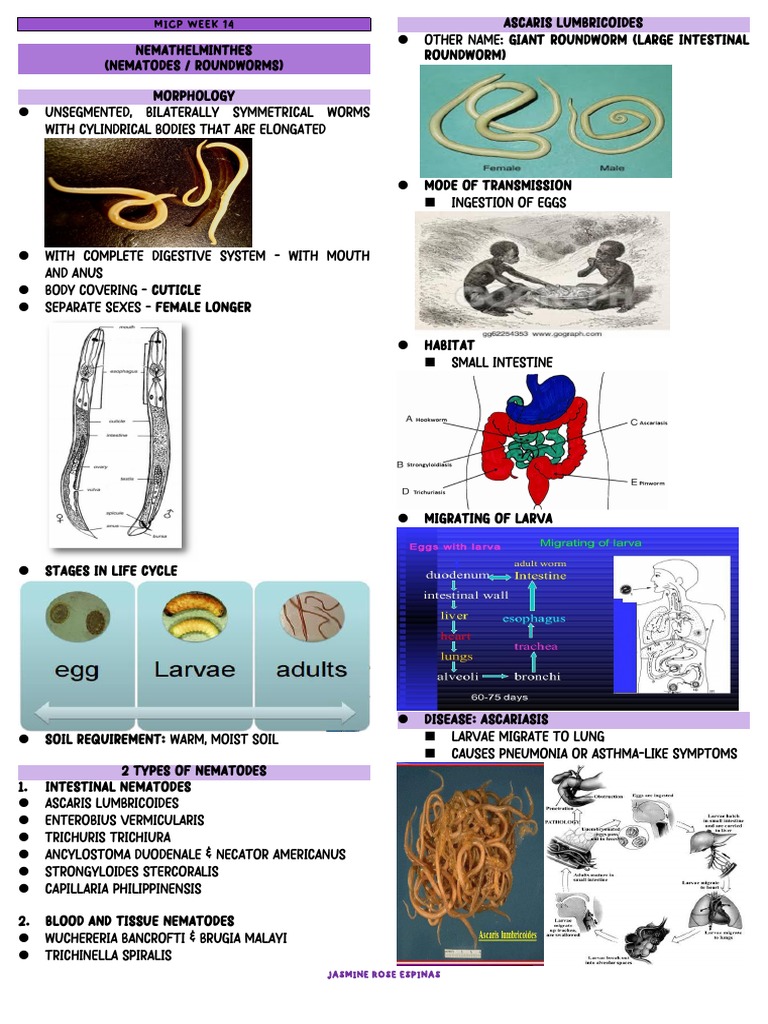 Micp Week 14 Nematodes Trematodes | PDF | Science & Mathematics