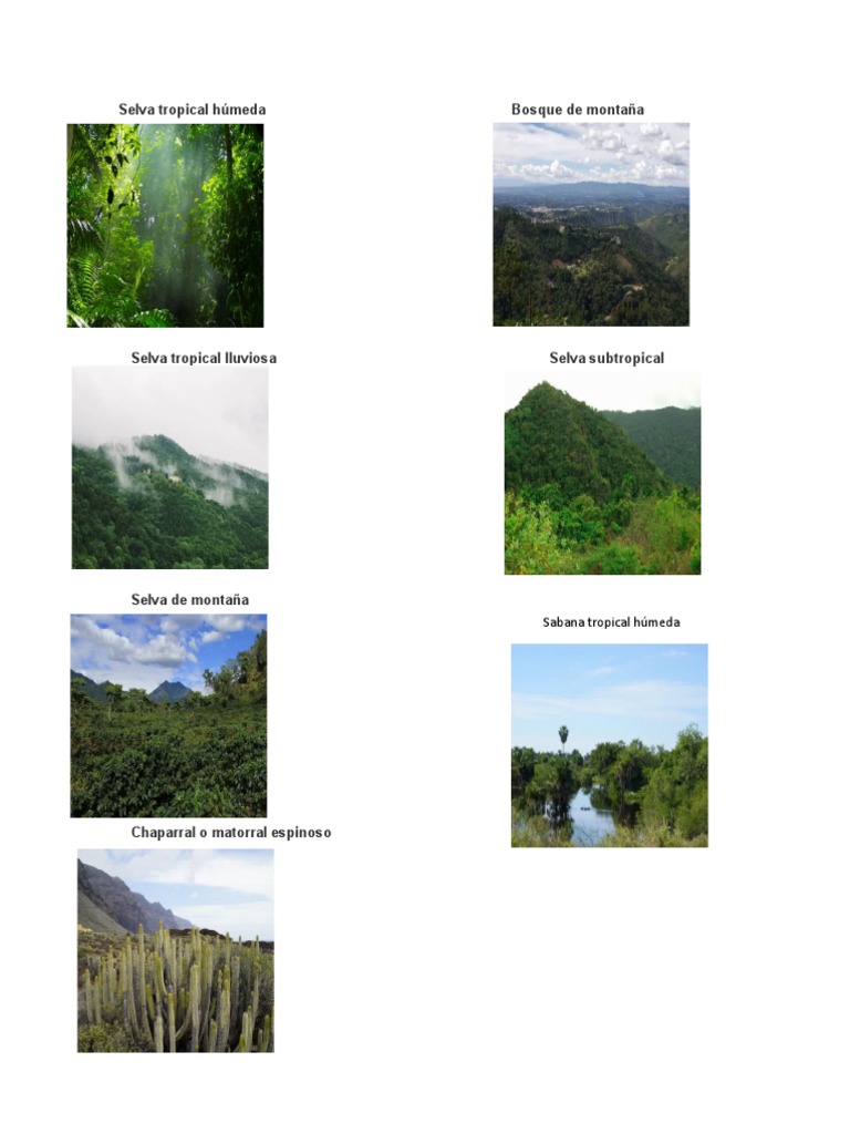 Biomas de selva y matorrales húmedos | PDF
