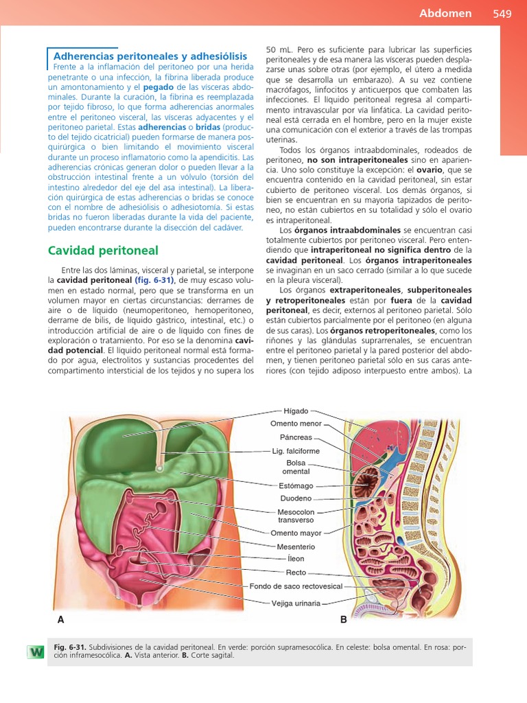 Cavidad Peritoneal | PDF